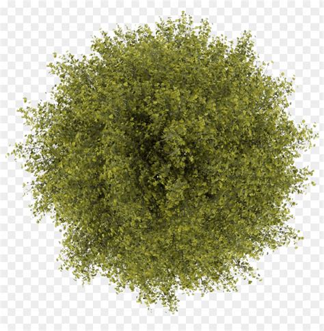 Trees Top View Png Clipart Transparent Tree Top View Png Photosho Png Image With Transparent