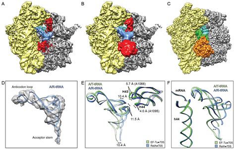 Novel Binding Site For Rela On The Ribosome A And B Overview Of The