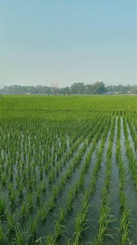 Paddy Fields In Southern Indonesia East Java Stock Image Image Of