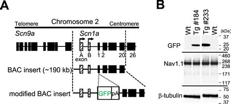 Figures And Data In Scn1a Gfp Transgenic Mouse Revealed Nav1 1 Expression In Neocortical