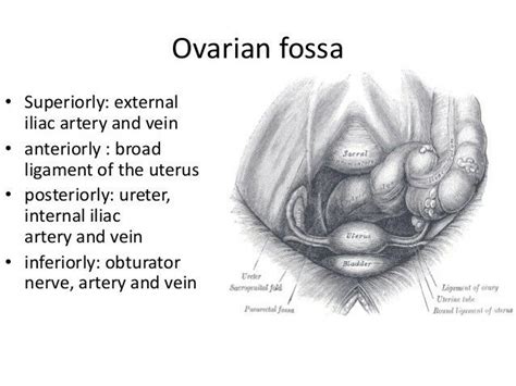 Ovarian Fossa