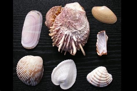 Bivalve What Are Characteristics And Examples Evidence Network