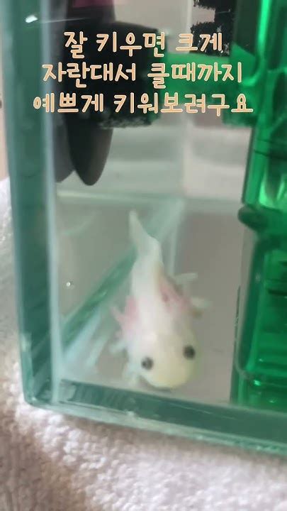 우리집에 온걸 환영해🤗아홀로틀 우파루파 키우기 건강하게 잘 지내보자구 냥이와 게코씨도 잘 지내고있어요🦎🐈‍⬛ Youtube