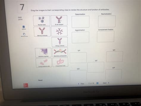 Solved 7 Drag The Images To Their Corresponding Class To