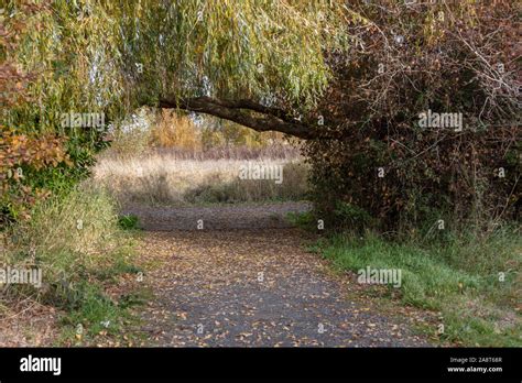 Tree Branch Frame For Nature Background Use Stock Photo Alamy
