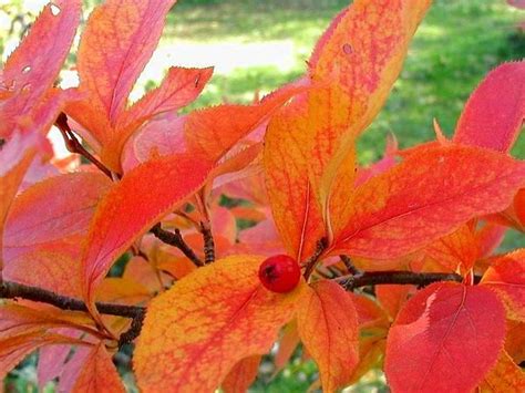 Sagebud Grow Your Garden Struiken Tuin Ideeën Boom