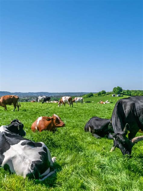 गोबर बेचकर किसान कमा रहे तगड़ा मुनाफा