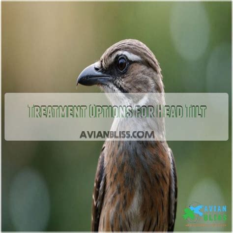 Bird Tilting Head Sideways Causes Signs And Solutions