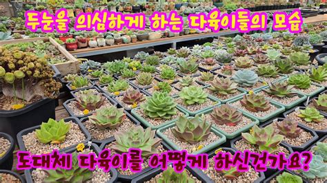 이뻐도 너무 이뻐요 어떻게하면 이렇게 키울수 있을까요 여름은 같이 보냈건만 내다육이와 달라도 너무 달라요 묵둥이 창