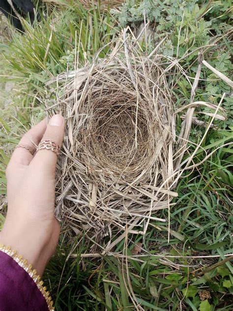 Nest Sparrow Nature Lover Kashmir Stock Image Image Of Sparrow Nest 275351441
