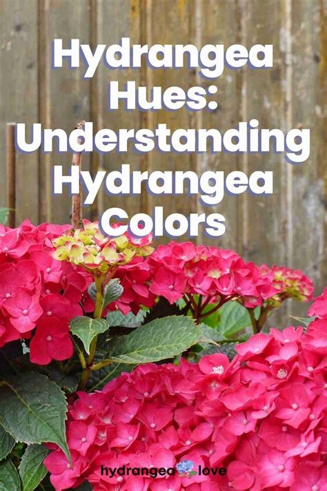 Hydrangea Hues Understanding Color In Your Hydrangea Garden