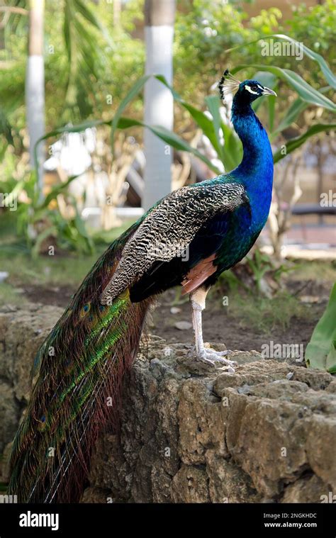 Common Peacock South America In C Artagena De Indias Colombia Stock