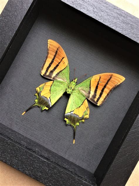 Teinopalpus Imperialis Verso Vietnam Rare Real Framed Butterfly