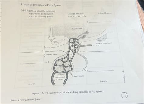 Solved Exercisc 2 Hypophyseal Portal Systemlabel Figure 1 2