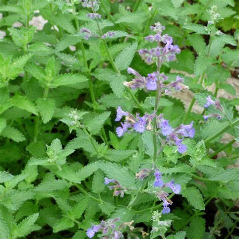 Catnip Perreault Nurseries