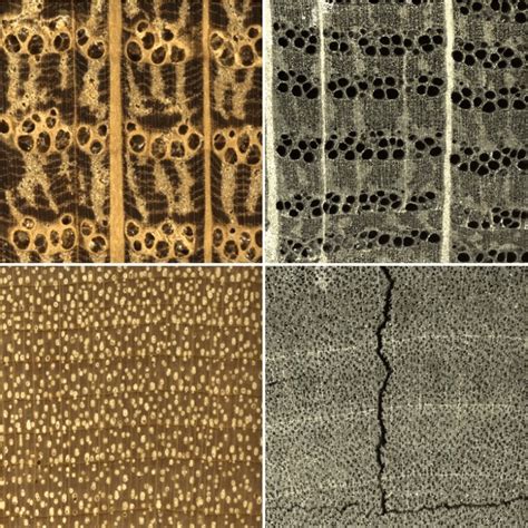 Macrographs Of Wood Before Left And After Right Carbonisation Download Scientific Diagram
