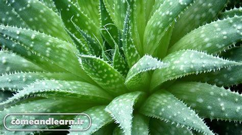آلوئه ورا راهنمای جامع نگهداری 2 روش تکثیر بیا و یادبگیر