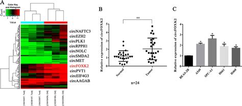 Circfoxk2 Expression Was Upregulated In Nsclc Tissues And Cells A