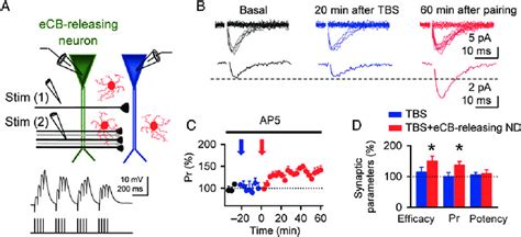 Pairing Endocannabinoid Signaling And Synaptically Induced Postsynaptic
