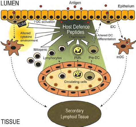 Cationic Host Defence Peptides Modulate The Adaptive Immune Response Download Scientific