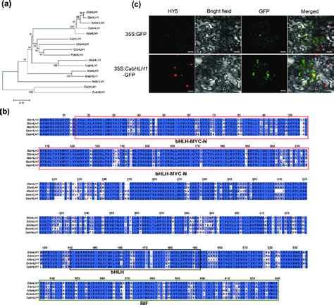 Characterization And Subcellular Localization Of Cabhlh1 A