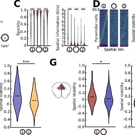 Multiple Topographical Gradients Of Spatial Pattern Reactivation During Download Scientific