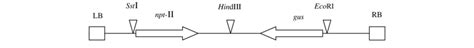 Schematic Representation Of T Dna Region In The Plasmid Vector Download Scientific Diagram
