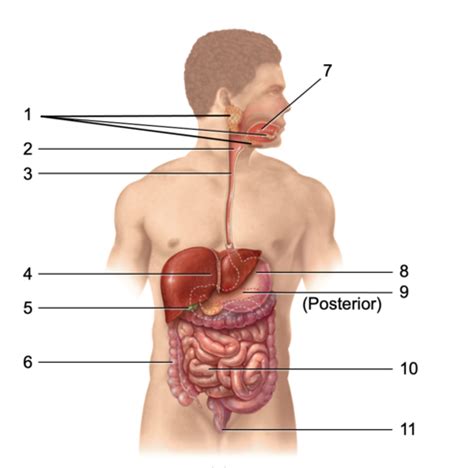Digestive System Bio Lab Flashcards Quizlet