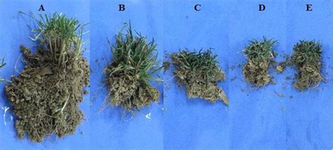 Effects Of Different Concentrations Of Paclobutrazol On Shoot And Root