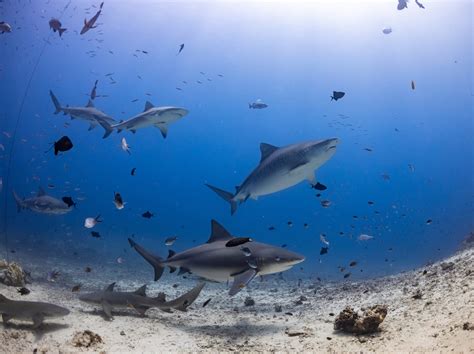 Dive Group Travel To Fijis Beqa Lagoon Coral Coast Divers The Best