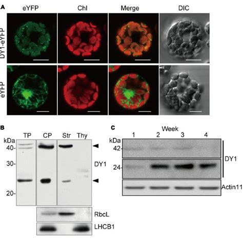 Dy1 Is A Chloroplast Stroma Protein A Subcellular Localization Of
