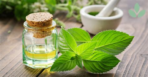 Minttu Terveysvaikutukset Hyvä Syy Syödä Terveysvaikutukset