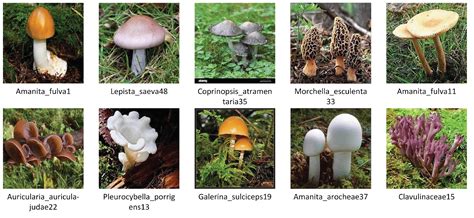Mushroom Types Chart At Jonathan Hubbard Blog