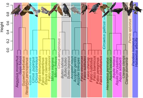 Trophic Niche Cluster Dendrogram Based On Binary Distances For The