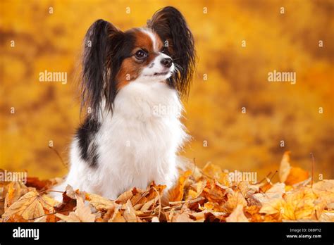 Papillon Continental Toy Spaniel Butterfly High Resolution Stock