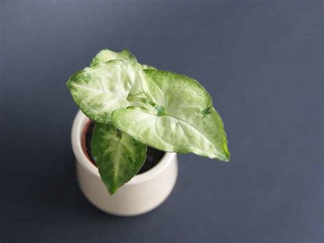 Syngonium Plant Care And Growing Guide