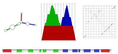 Modeling Rna Folding Figure 11 Rna Secondary Structure Of
