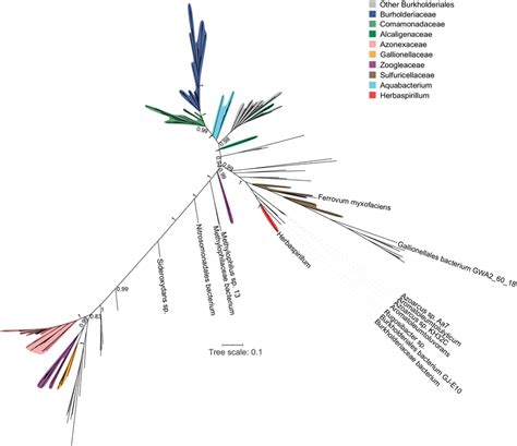 Unrooted Maximum Likelihood Phylogenetic Tree Of Nifhdkenb Concatenated Download Scientific