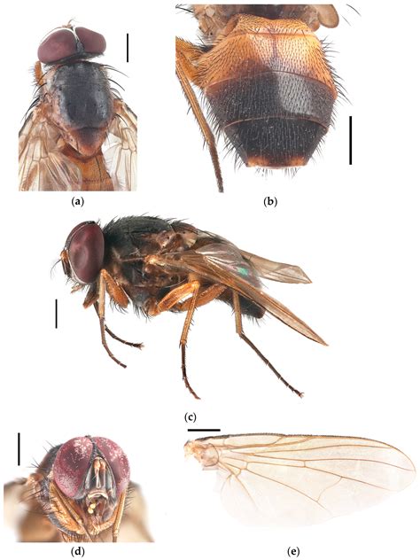 Three New And Two New Record Species Of The Genus Dichaetomyia Malloch