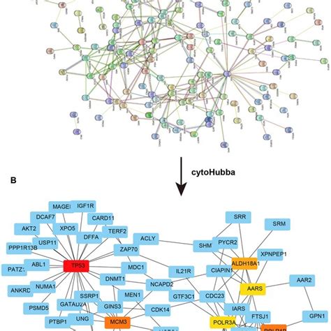 Ppi Network Analysis A Ppi Analysis For All Degs Network Nodes Download Scientific Diagram
