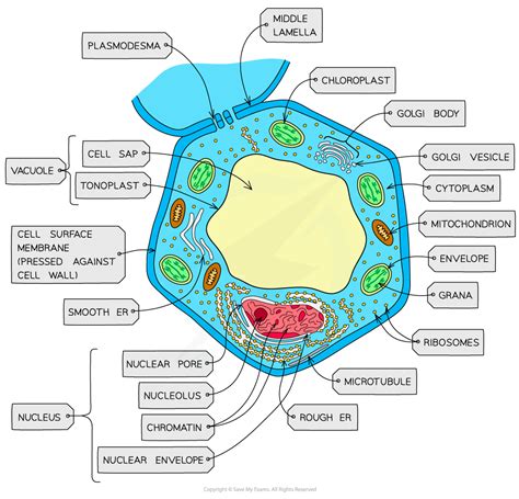 Eukaryotic Plant Cell Structure