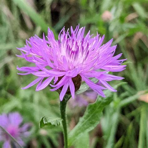 Asteraceae Weeds Of Melbourne