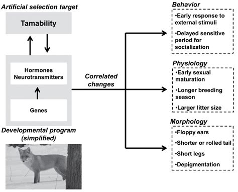 Behavior Comparative Psychology Evolution And Development Of Brain And Behavior