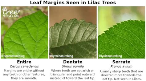 17 Different Types Of Lilac Trees Identifying Features
