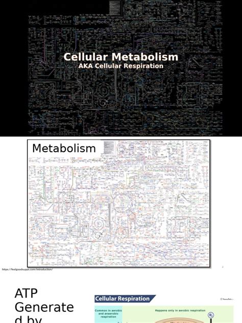 Lecture 03 Cellular Respiration Pdf