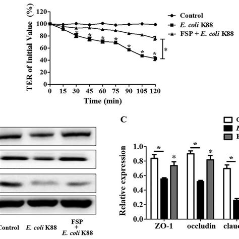 Effects Of Fermented Soybean Peptides On Epithelial Barrier Function In