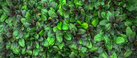 무료 이미지 자연 숲 추상 조직 이끼 무늬 녹색 밀림 목초 생기게 하다 데스크톱 식물학 배경 초목 열대 우림 낙엽 바탕 화면 나뭇잎들 꽃