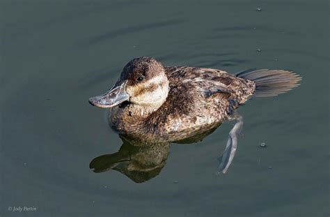 Ruddy Duck Photograph By Jody Partin Fine Art America