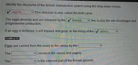 Identify The Structures Of The Female Reproductive System Using The