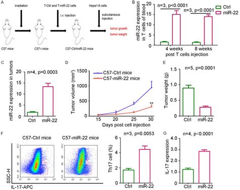 Mir 22 Regulated T Cell Differentiation And Hepatocellular Carcinoma Growth By Directly